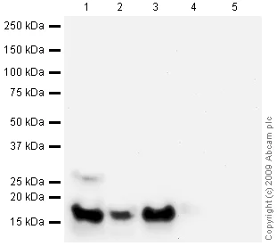 Anti-Histone H2A antibody - ChIP Grade (ab18255) | Abcam