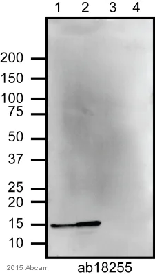 Anti-Histone H2A antibody - ChIP Grade (ab18255) | Abcam
