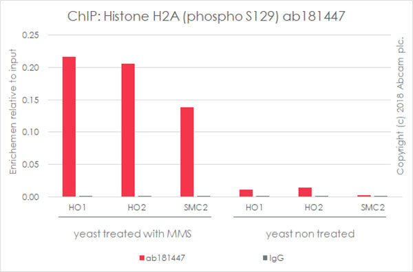 Anti-Histone H2A (phospho S129) antibody [EPR17588] - ChIP Grade ...