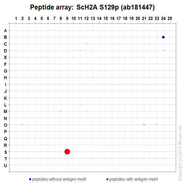 Anti-Histone H2A (phospho S129) antibody [EPR17588] - ChIP Grade ...