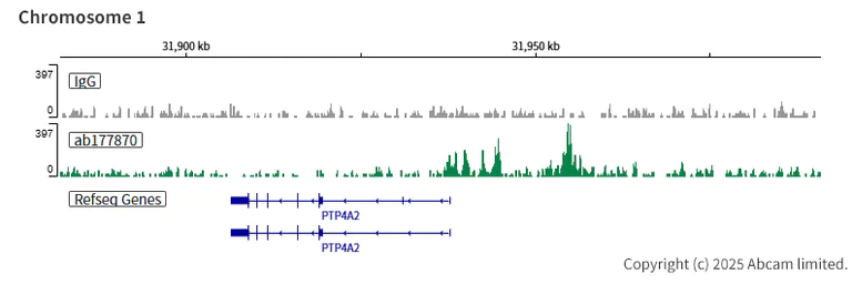 Anti-Histone H3 (acetyl K18) antibody [EPR16595] - ChIP Grade (ab177870 ...