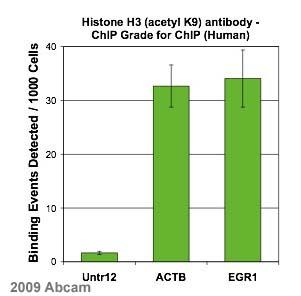 Anti-histone H3K9ac (Acetyl H3K9), ChIP grade (ab4441) | Abcam
