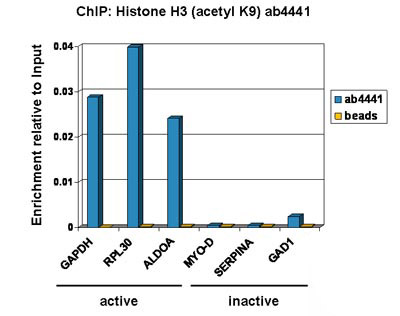 Anti-histone H3K9ac (Acetyl H3K9), ChIP grade (ab4441) | Abcam
