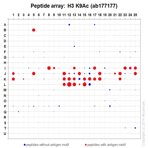 Histone H3 (acetyl K9)抗体[EPR16988] - ChIP Grade (ab177177)| Abcam中文官网