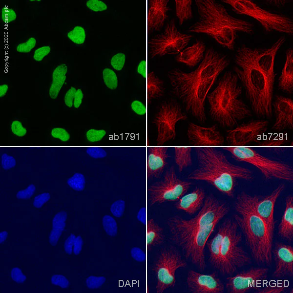Histone H3抗体- Nuclear Marker and ChIP Grade (ab1791)| Abcam中文官网