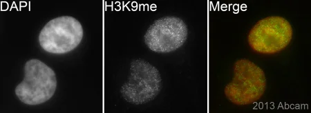 Histone H3 (mono methyl K9)抗体- ChIP Grade (ab8896)| Abcam中文官网