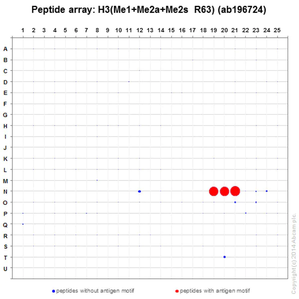 Anti-Histone H3 (mono methyl R63, di methyl R63) antibody [EPR17722 ...