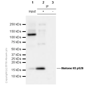 Anti-Histone H3 (phospho S28) antibody [E191] - ChIP Grade (ab32388 ...