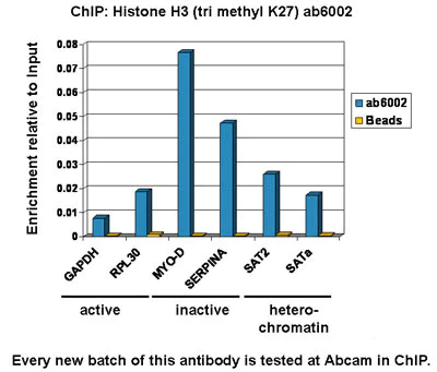 Anti-Histone H3 (tri methyl K27) 抗体 [mAbcam 6002] - ChIP Grade (ab6002)