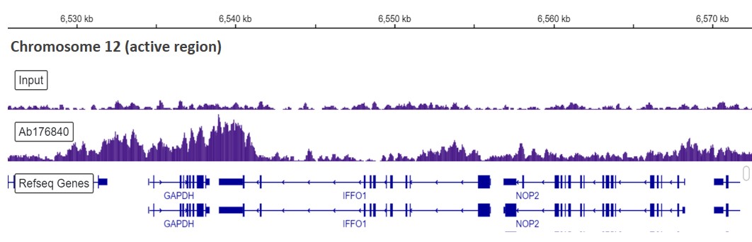 Anti-Histone H3.3 antibody [EPR17899] - ChIP Grade (ab176840) | Abcam