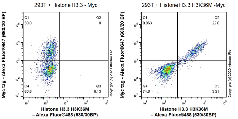 Anti-Histone H3.3 (mutated K36M) antibody [EPR23526-89] (ab254400) | Abcam
