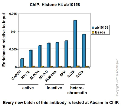Anti-Histone H4 antibody - ChIP Grade (ab10158) | Abcam