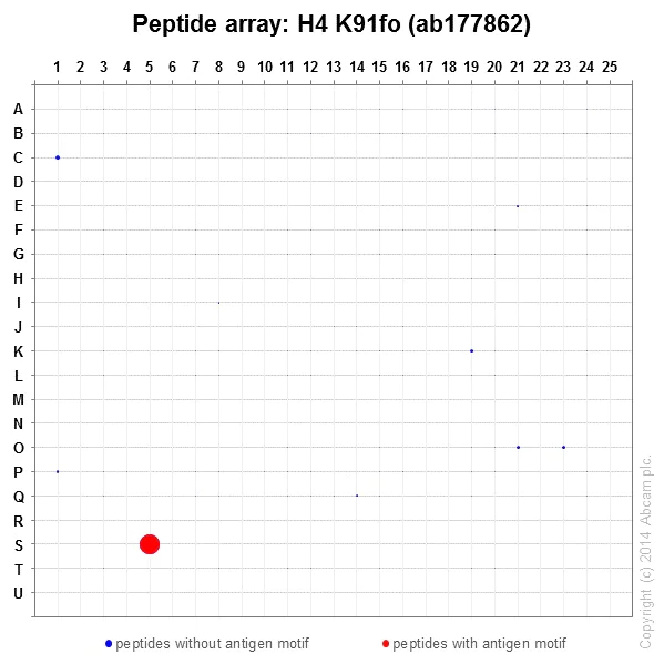 Anti-Histone H4 (formyl K91) antibody [EPR18083] (ab177862) | Abcam