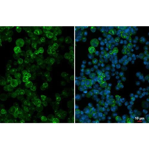 Anti-HLA-DQA1 antibody [HL2139] (ab317143) | Abcam