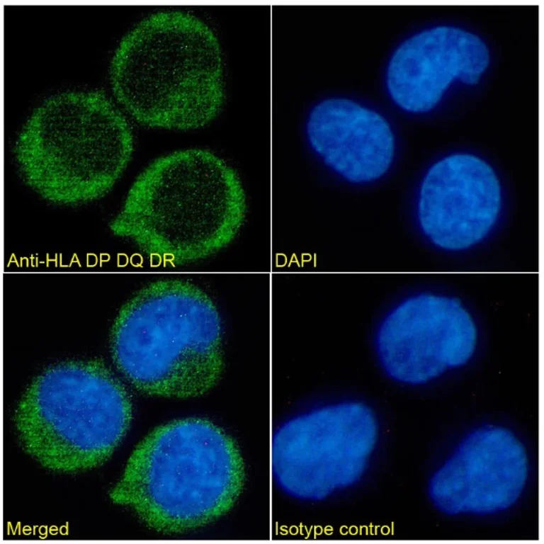 Anti-HLA-DQB1 + HLA Class II DRB1 + HLA-DPB1 Antibody [Bu26] (ab316364 ...