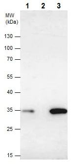 Anti-HOXB13 antibody (ab227879) | Abcam