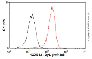 Anti-HOXB13 抗体 [mAbcam53931] (ab53931) | Abcam