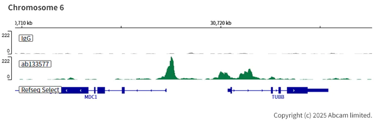 Anti-HP1 alpha antibody [EPR5776] - BSA and Azide free (ab248560) | Abcam