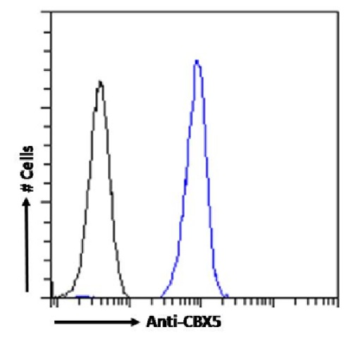 Anti-HP1 alpha antibody [RAB-C133] - BSA and Azide free (ab317725) | Abcam