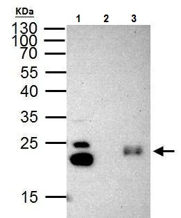 Anti-HP1 gamma/CBX3 antibody (ab227478) | Abcam