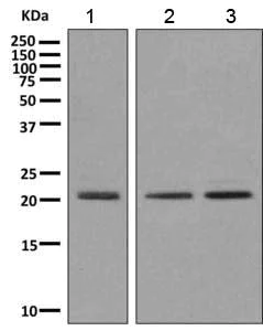 Anti-HP1 gamma/CBX3 antibody [EPR10466(B)] (ab154195) | Abcam