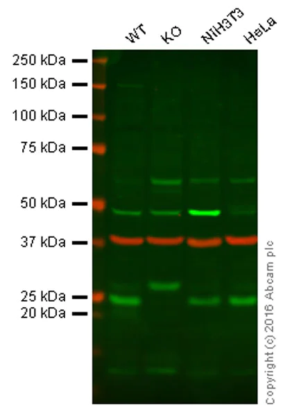 Anti-HP1 gamma/CBX3 antibody [EPR10466(B)] (ab154195) | Abcam