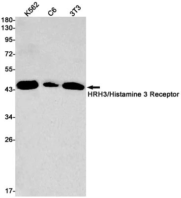 HRH3/H3R抗体[S04-3I4] (ab317387)| Abcam中文官网