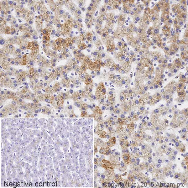 Anti-ATP5A HRP antibody [EPR13030(B)] (ab195891) IgG | Abcam