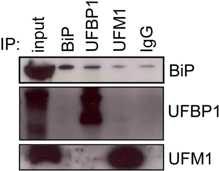 HRP Conjugation kit | Easy HRP Labelling (ab102890) | Lightning-Link ...