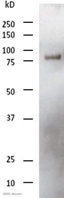 Anti-DDDDK tag (Binds to FLAG® tag sequence) HRP antibody [M2] (ab49763 ...
