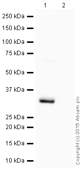 HRP Anti-GFP抗体[E385] (ab190584)| Abcam中文官网