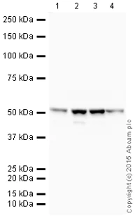 Anti-Lumican HRP antibody [EPR8898(2)] (ab201344) IgG | Abcam