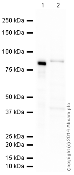 Anti-Mitofilin antibody [2E4AD5] - Mitochondrial Marker (ab110329) | Abcam