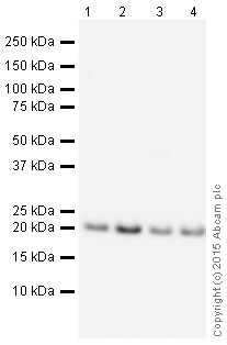 Anti-MTCO2 antibody [12C4F12] (ab110258) | Abcam