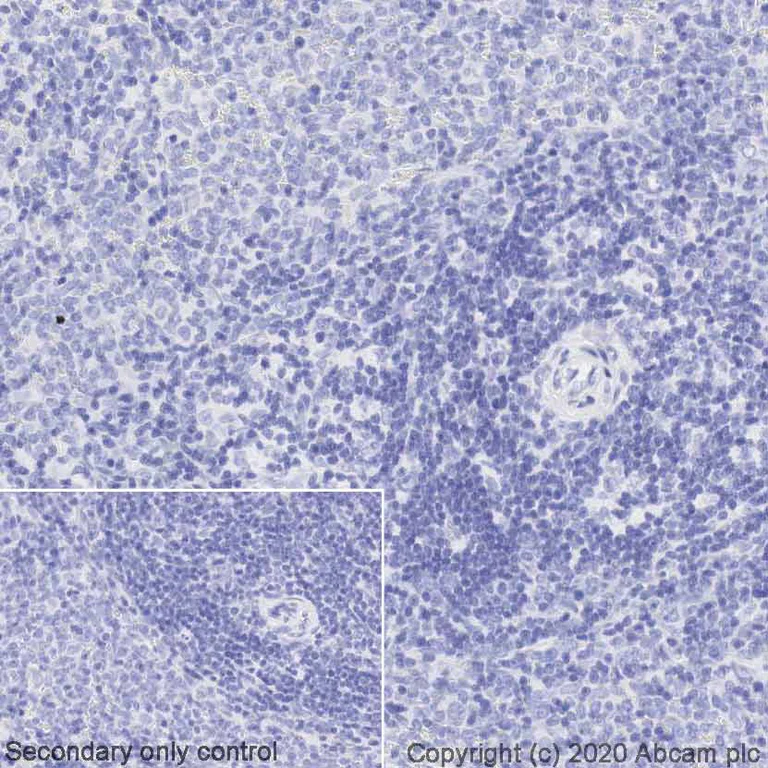 HRP Anti-Rabbit antibody [SP137] (ab270144) | Abcam