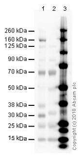 Anti-Rainbow Ladder HRP antibody [2C4] (ab231759) IgG1 | Abcam