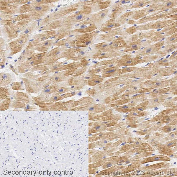 Anti-Sarcomeric Alpha Actinin HRP antibody [EP2529Y] (ab314407) Rabbit ...