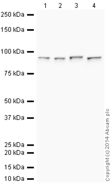 Anti-STAT1 alpha HRP antibody [EPYR2154] (ab193891) IgG | Abcam