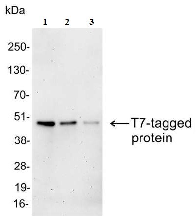 Anti-T7 tag® HRP antibody (ab19291) Rabbit polyclonal IgG | Abcam