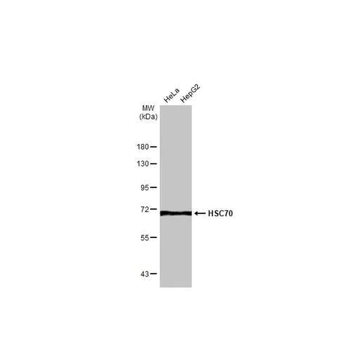 Anti-HSC70 antibody [HL1788] (ab317109) | Abcam中文官网