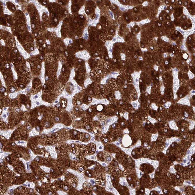 Anti-HSD17B6 antibody (ab272668) | Abcam