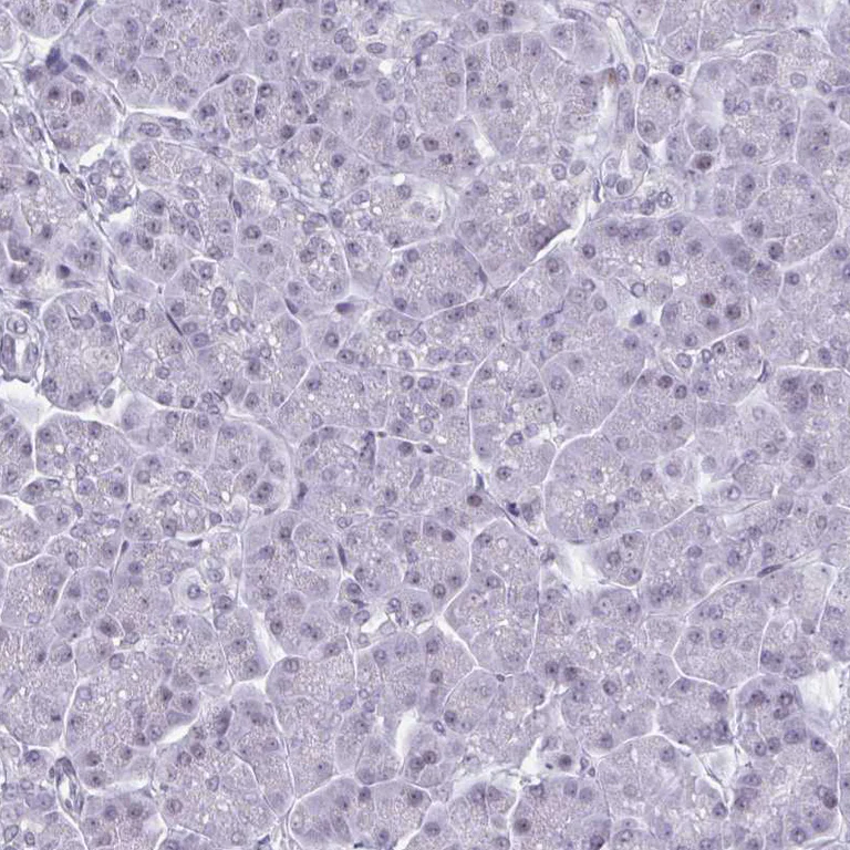 Anti-HSD17B6 antibody (ab272668) | Abcam