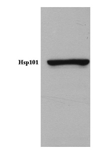 Anti-Hsp101 antibody (ab80169) | Abcam
