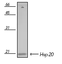 Anti-Hsp20 antibody (ab13491) | Abcam