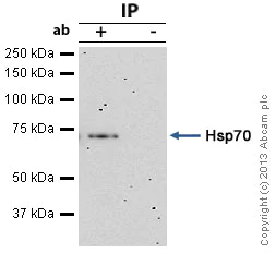 Hsp70抗体 (ab31010)| Abcam中文官网