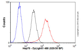 Anti-Hsp70 antibody [BB70] (ab53496) | Abcam