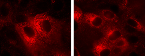 Anti-Hsp70 antibody [BB70] (ab53496) | Abcam