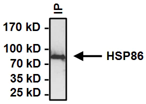 Anti-Hsp90 alpha antibody. Rabbit polyclonal (ab2928) | Abcam
