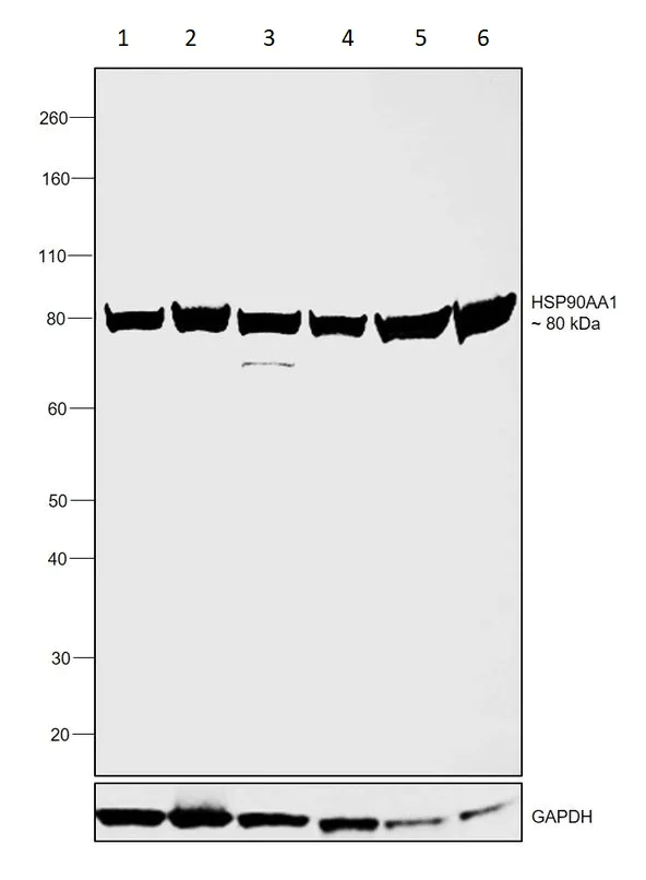 Anti-Hsp90 alpha antibody. Rabbit polyclonal (ab2928) | Abcam