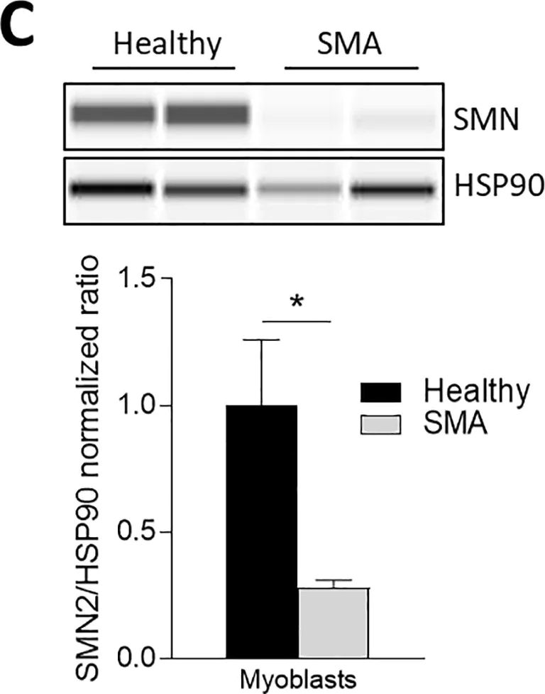 Anti-Hsp90 antibody [H90-10] (ab58950) | Abcam